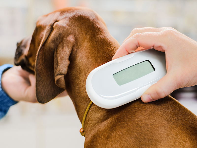 Implanters and Welfare| Petlog