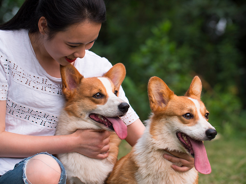 Lost and Found | Petlog