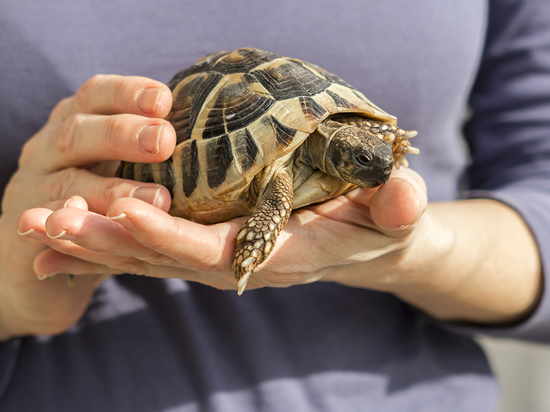 Petlog Premium | Petlog