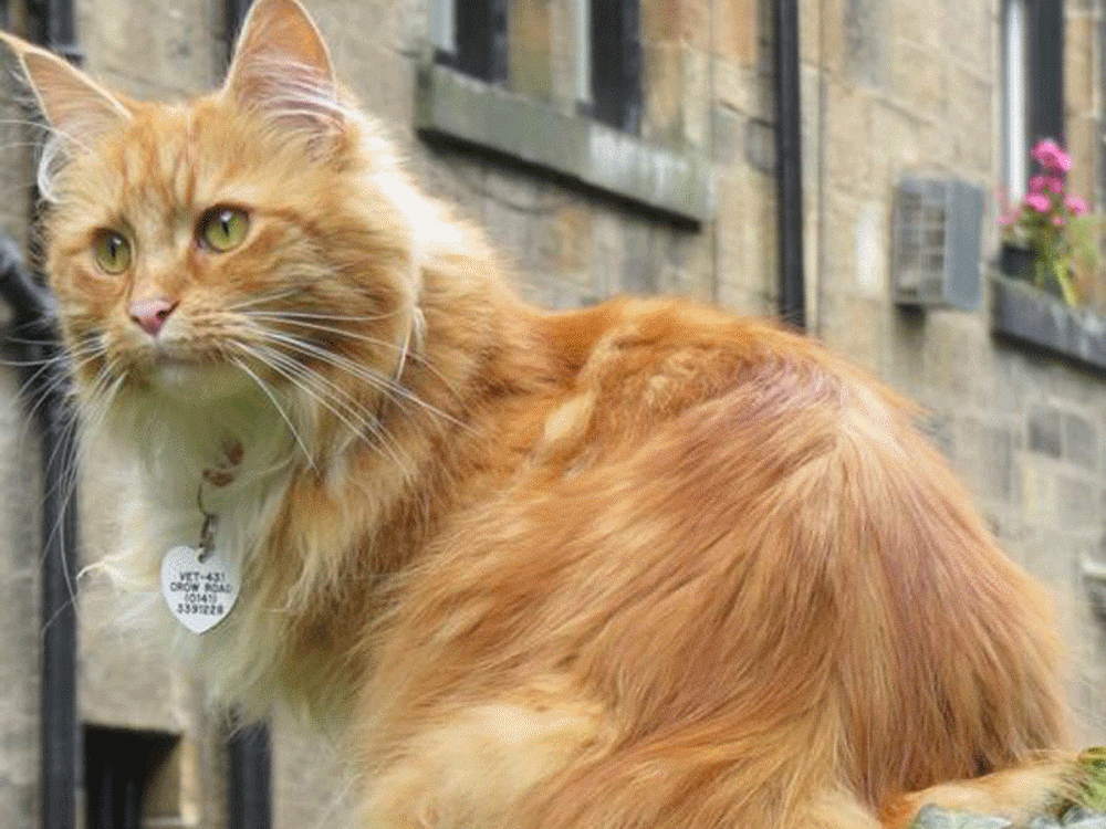 Peri reunited within 10 days | News & Stories | Petlog