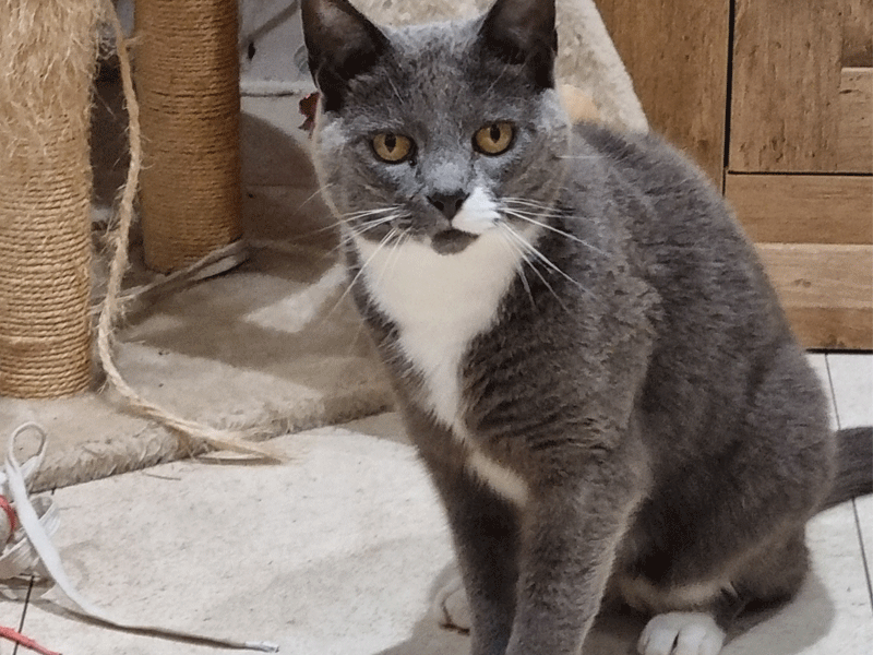 The latest news and stories within the world of animals | Petlog
