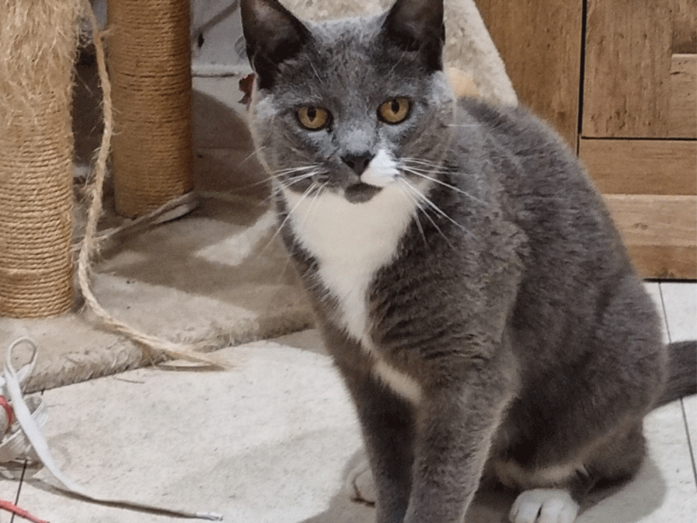 Holly reunited | News & Stories | Petlog