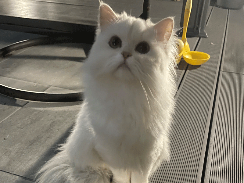 The latest news and stories within the world of animals | Petlog