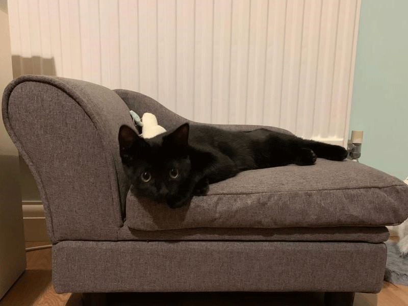 The latest news and stories within the world of animals | Petlog