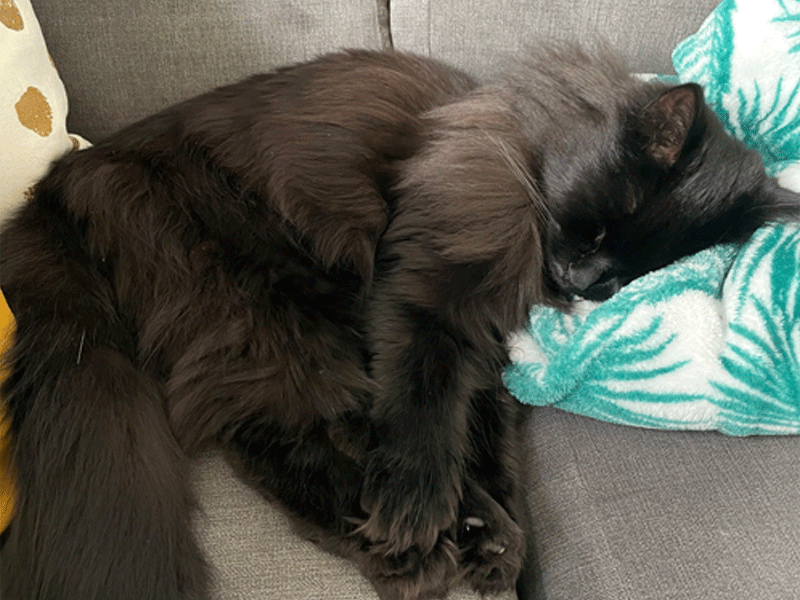 The latest news and stories within the world of animals | Petlog