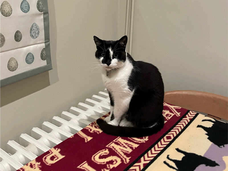 The latest news and stories within the world of animals | Petlog