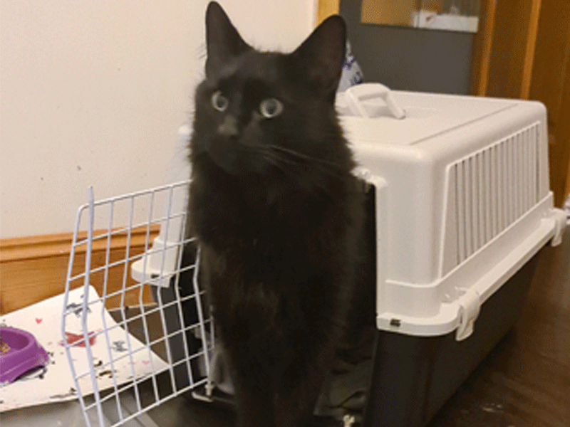 The latest news and stories within the world of animals | Petlog