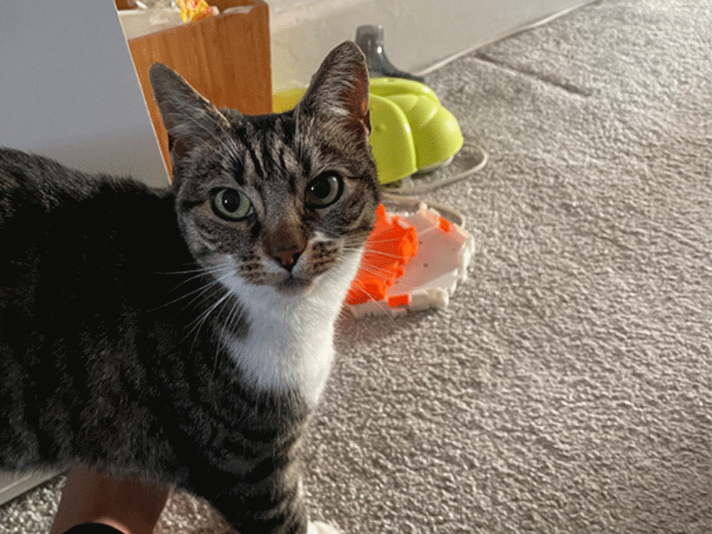 Nova reunited | Petlog