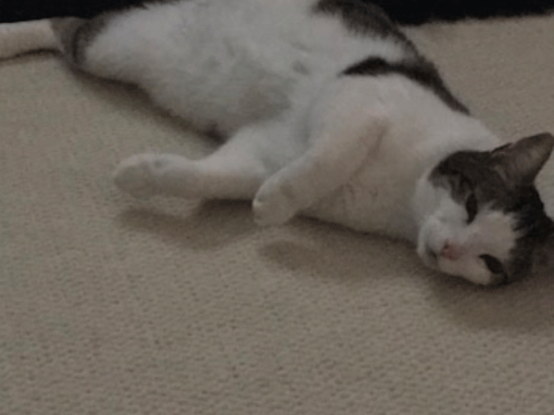 The latest news and stories within the world of animals | Petlog