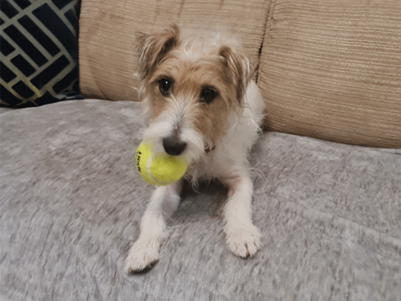 The latest news and stories within the world of animals | Petlog