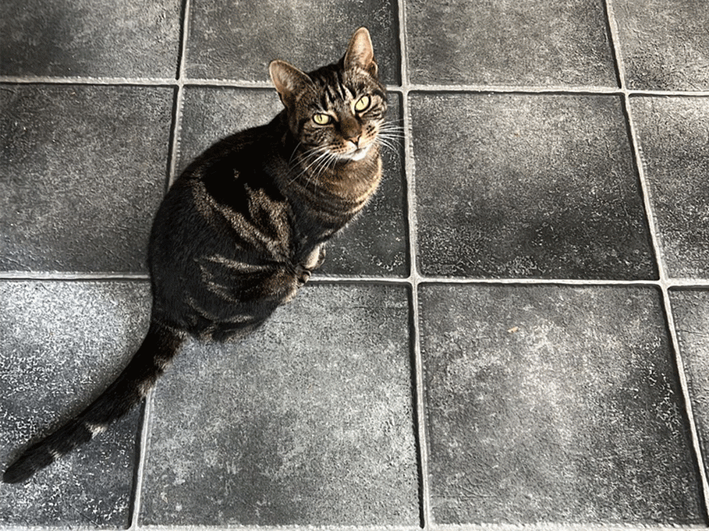 Tasha reunited | News & Stories | Petlog