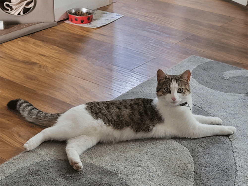 Poppie reunited | News & Stories | Petlog