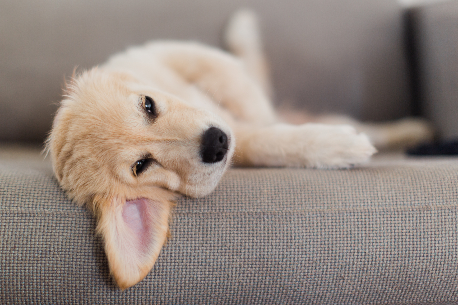 pet-care-articles-petlog