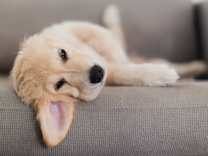 Pet Care Articles Petlog Pet Care Articles Petlog