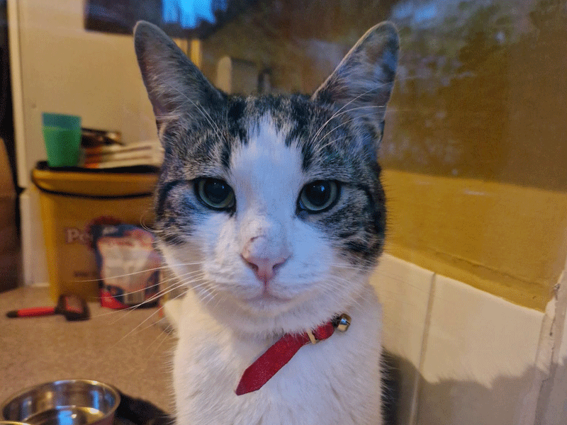 The latest news and stories within the world of animals | Petlog