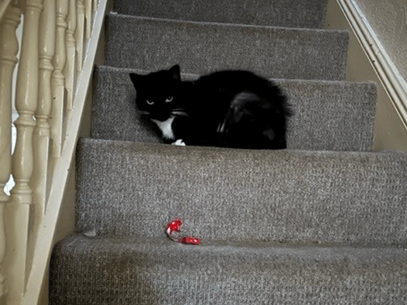 The latest news and stories within the world of animals | Petlog