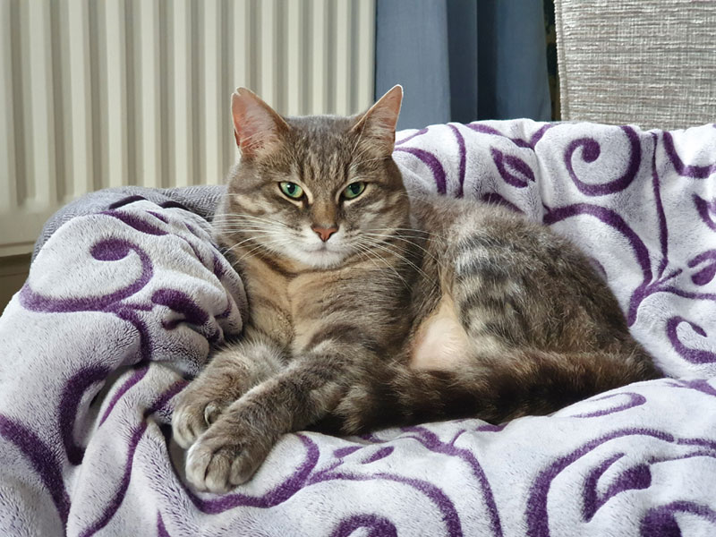 The latest news and stories within the world of animals | Petlog