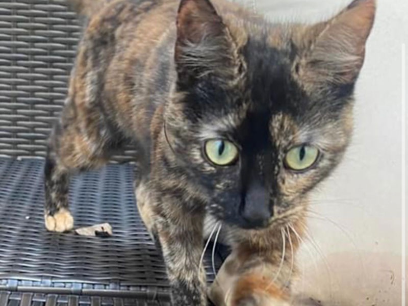 The latest news and stories within the world of animals | Petlog