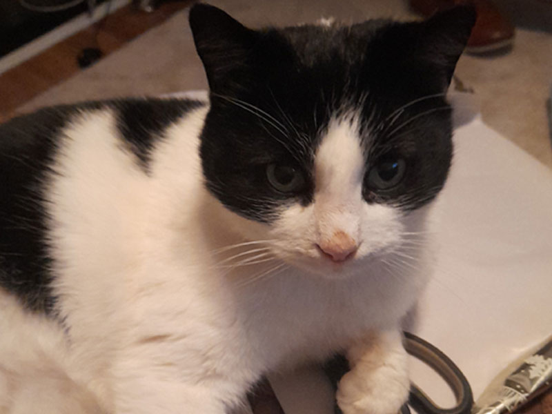 The latest news and stories within the world of animals | Petlog