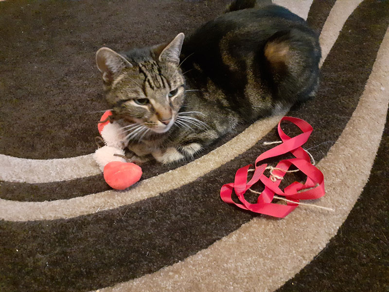 The latest news and stories within the world of animals | Petlog