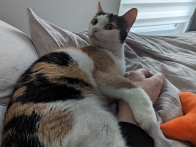 The latest news and stories within the world of animals | Petlog