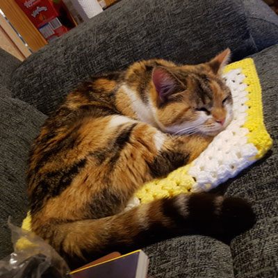 The latest news and stories within the world of animals | Petlog