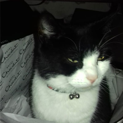 The latest news and stories within the world of animals | Petlog